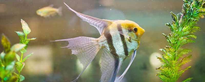 Freshwater vs. Saltwater Fish Diets: Key Differences Explained – Pet Servo