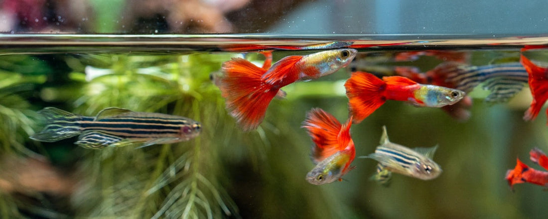 Community Fish Tanks: Tips for a Peaceful and Balanced Aquarium – Pet Servo
