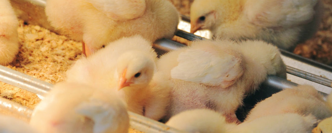 Top Feeding Tips for Healthy Chick Growth During Breeding Season – Pet ...