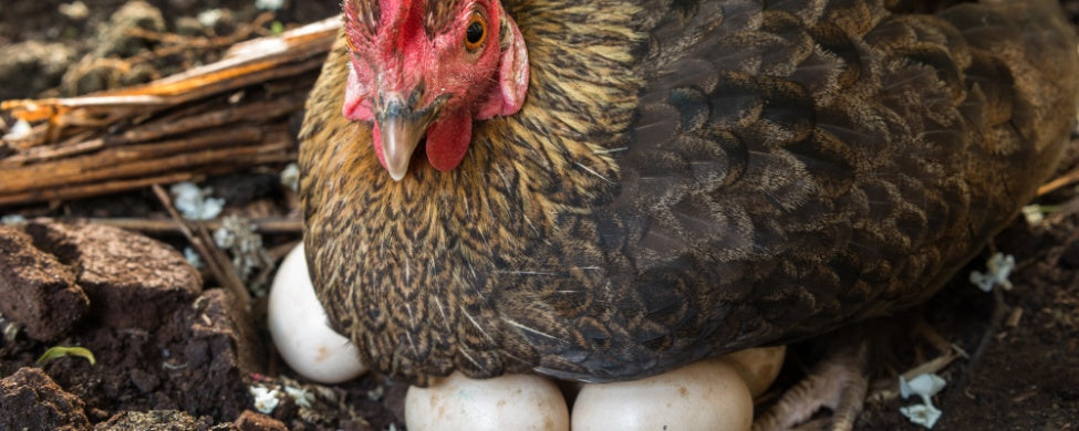 Hatching Eggs in 21 Days: Step-by-Step Success Guide – Pet Servo