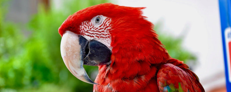 Recognizing Stress and Anxiety in Pet Birds: Key Signs to Watch For ...