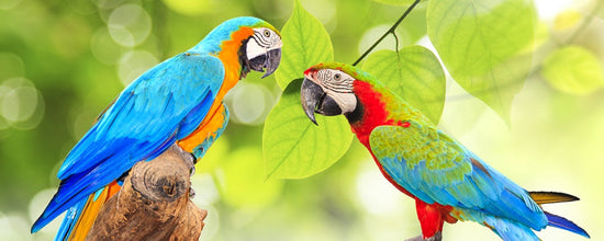 Parrot Interactions: Understanding the Dynamics of Feathered ...