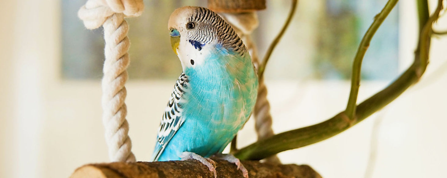 PChoosing the Best Perches for Your Pet Bird's Comfort and Healtherch ...