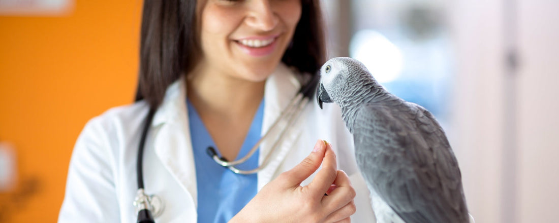 Understanding Common Health Issues in Aging Birds: A Care Guide – Pet Servo