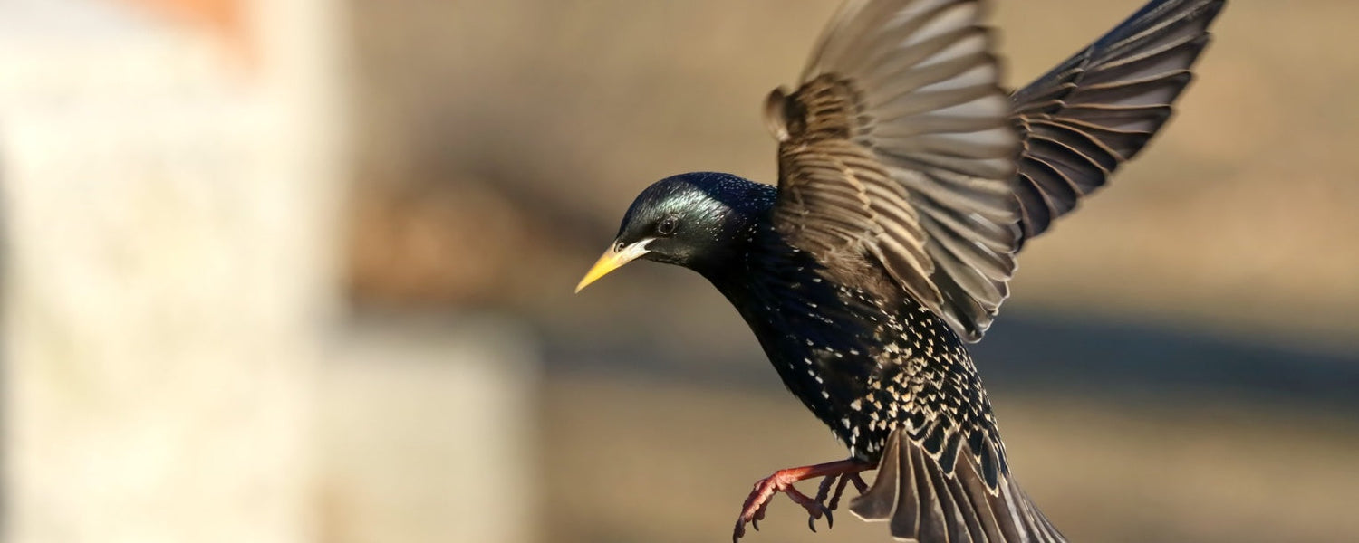The Mesmerizing Murmuration of Starlings: Nature's Aerial Spectacle ...