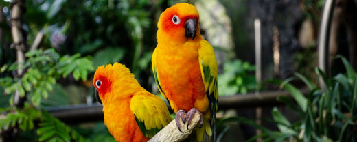 Understanding Bird Behavior: Learn to Read and Respond to Your Pet's ...