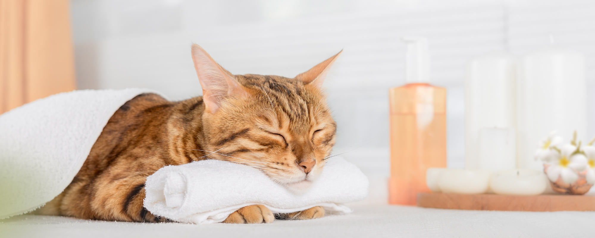 10 Simple Tips to Create a Relaxing Space for Your Cat – Pet Servo
