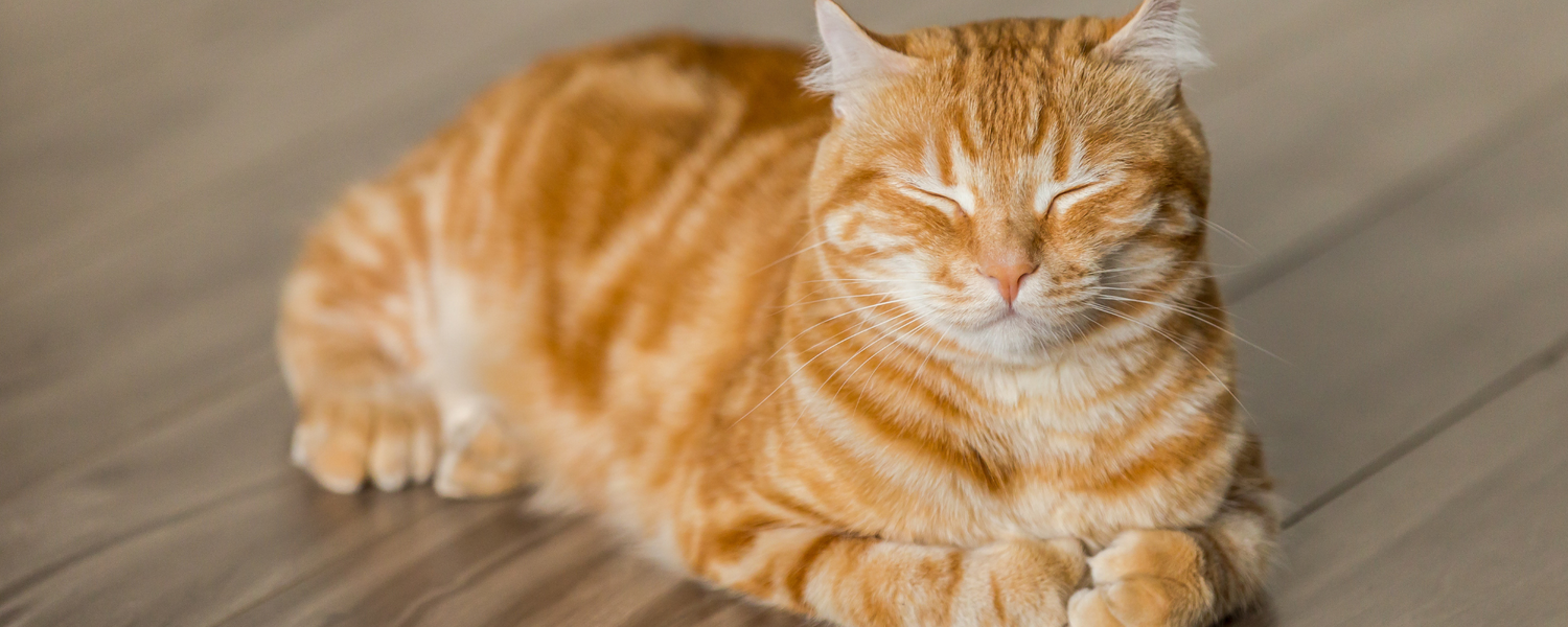 10 Tips to Strengthen Your Cat’s Immune System and Keep Them Healthy ...