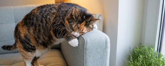 Understanding Common Cat Behaviors: How to Manage Your Cat's Actions ...