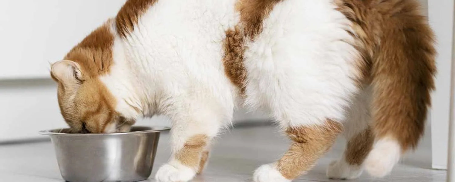 Cat Food Allergies: Symptoms, Causes, and Management Tips – Pet Servo