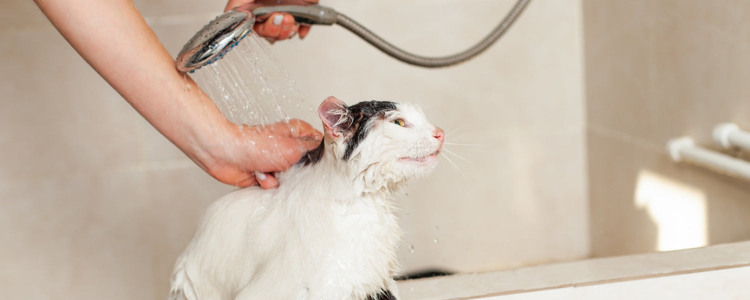 How to Bathe a Cat: Simple Steps for a Stress-Free Experience – Pet Servo