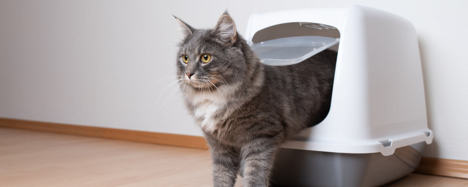 Effective Litter Box Odor Control: Hygiene Tips for a Fresher Home ...