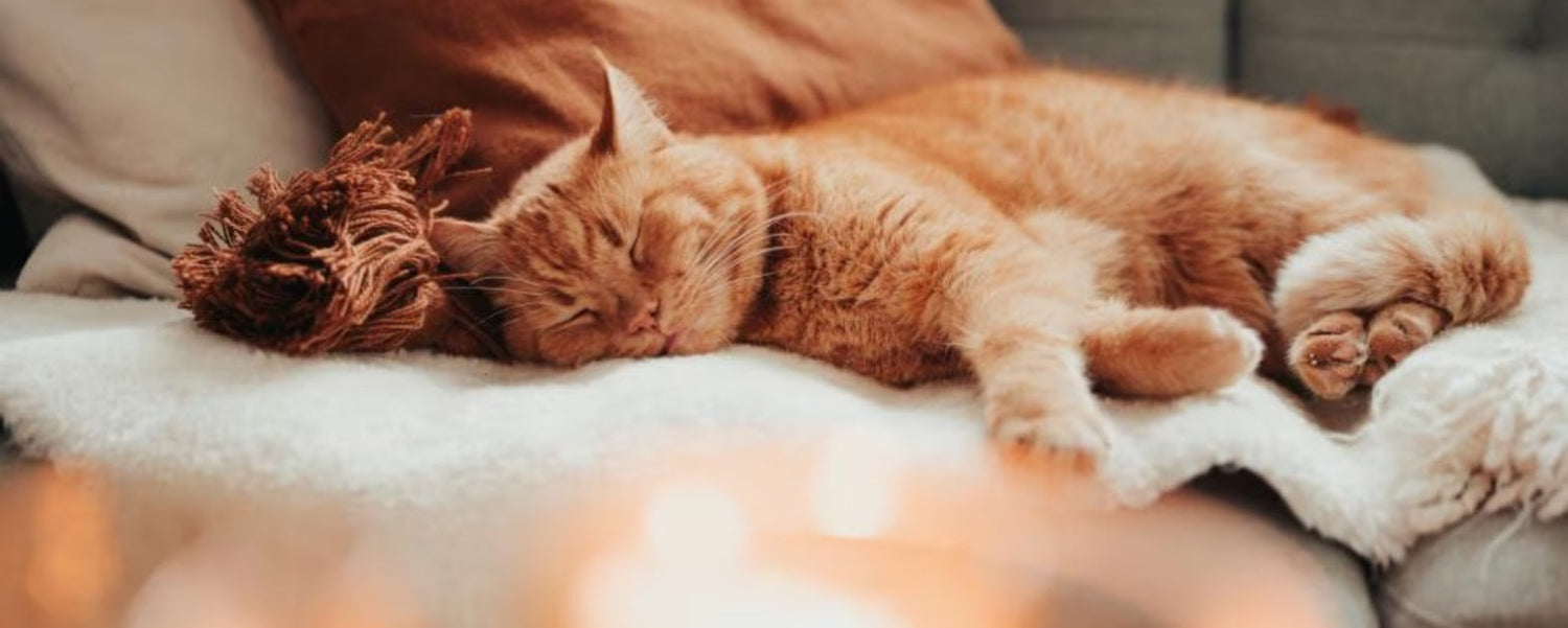 Cat Dementia Signs & Tips to Enhance Their Quality of Life – Pet Servo