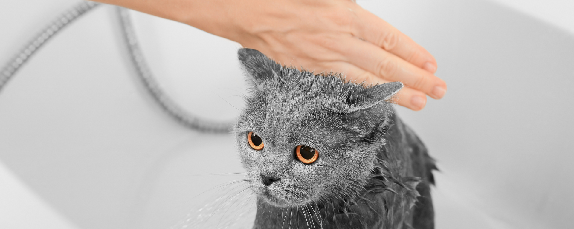 How to Bathe Your Cat: Tips for a Calm and Stress-Free Experience – Pet ...