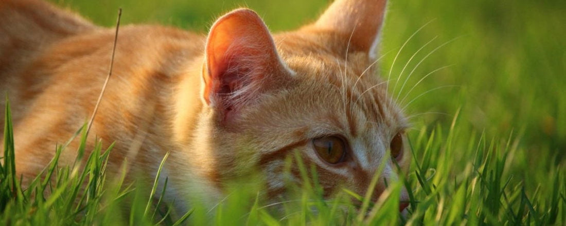 "Why Cats Hunt & Bring ‘Gifts’: Understanding Feline Instincts" – Pet Servo