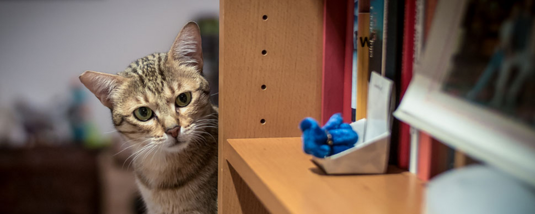 Understanding Cat Knocking Behavior – Pet Servo