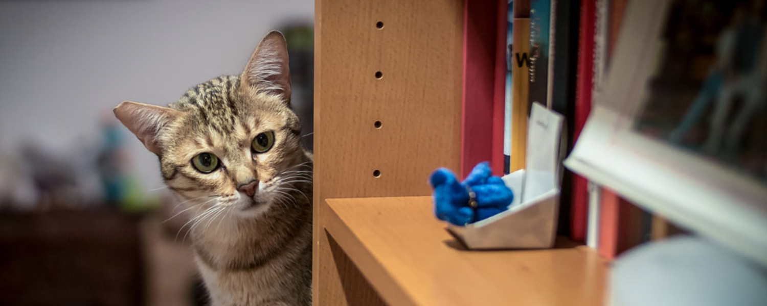 Understanding Cat Knocking Behavior – Pet Servo