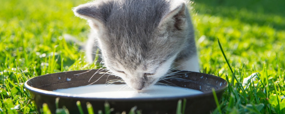 Weaning Kittens: When and How to Transition to Solid Food – Pet Servo
