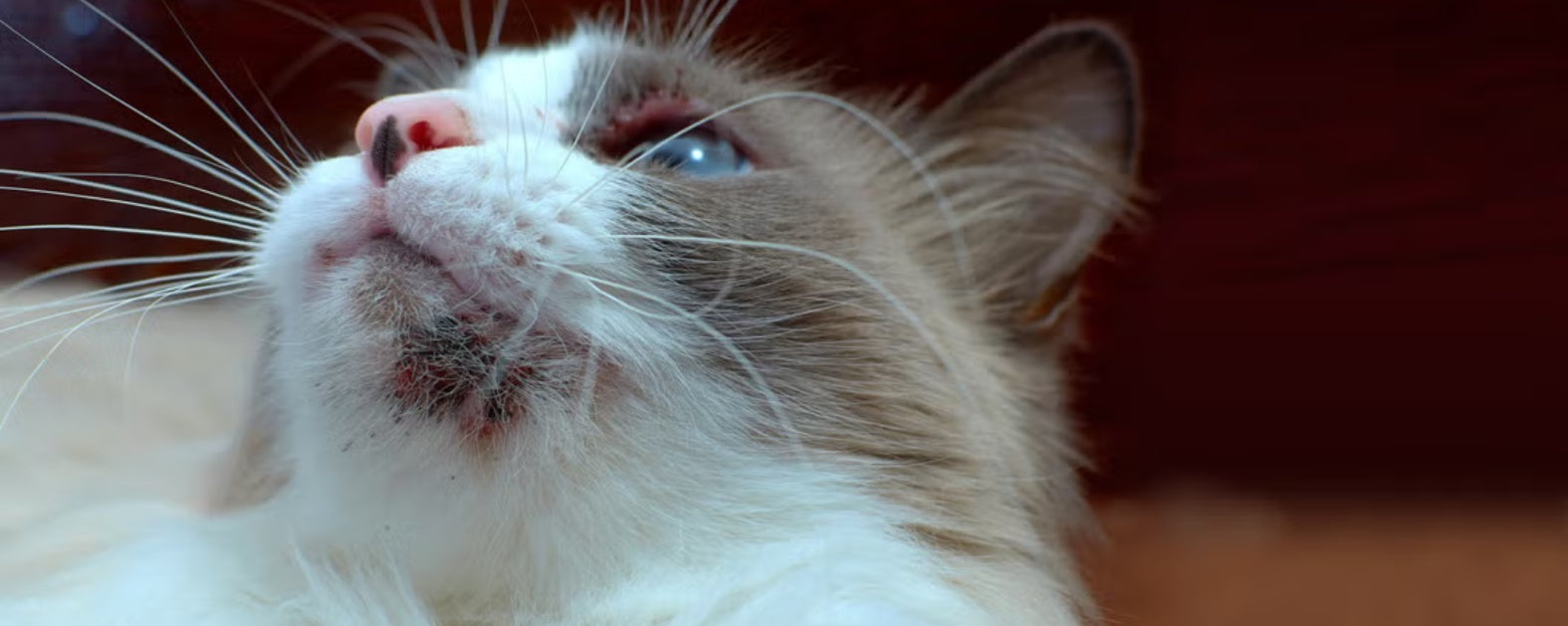 Cat Acne: Causes, Symptoms & How to Treat It – Pet Servo