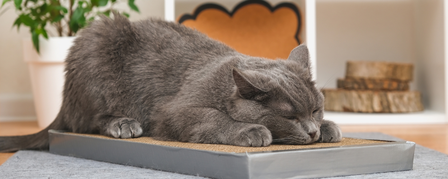 Why Scratching Posts Are Essential for Your Cat's Health – Pet Servo
