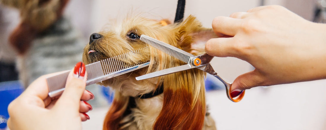 7 Common Dog Grooming Mistakes Pet Owners Should Avoid – Pet Servo