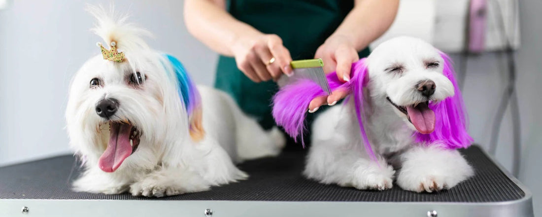 Safe Pet Dyeing: How to Add Color to Your Pet’s Life Responsibly – Pet ...