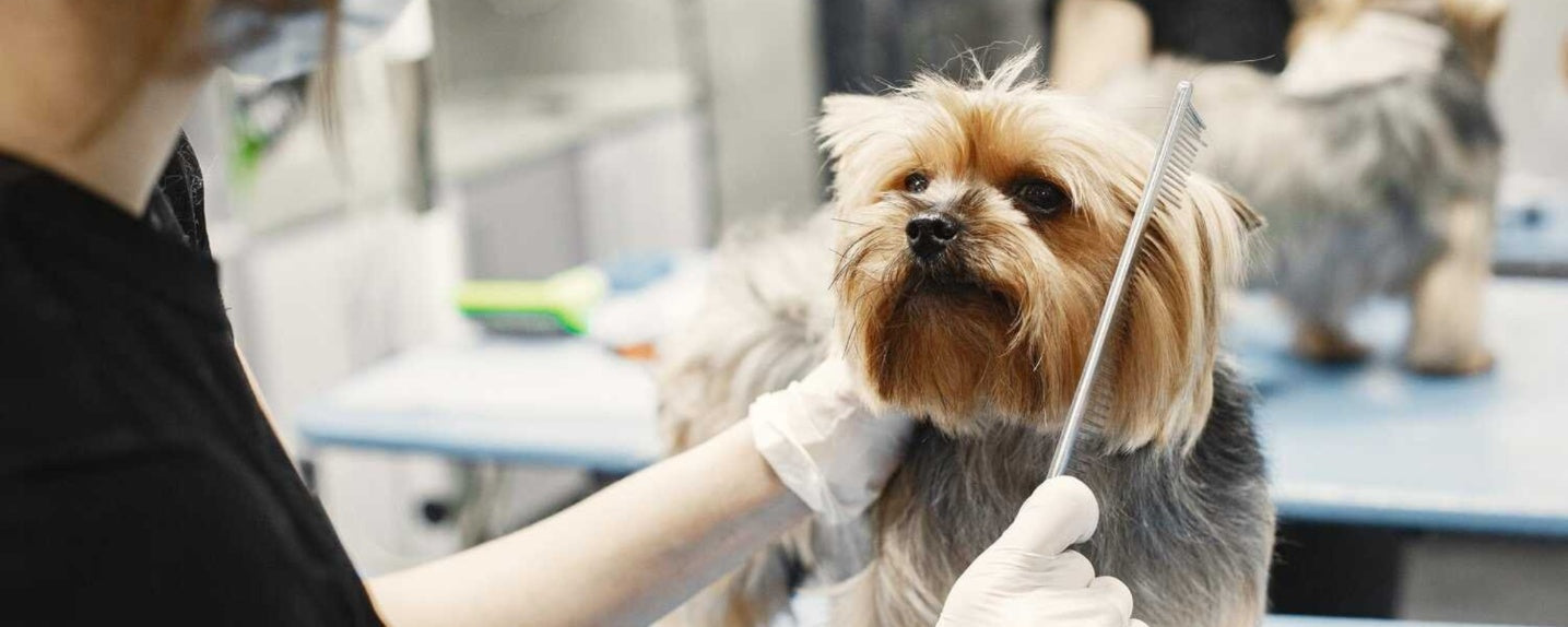 Home Grooming Made Easy: Pro Tips for Grooming Your Dog – Pet Servo