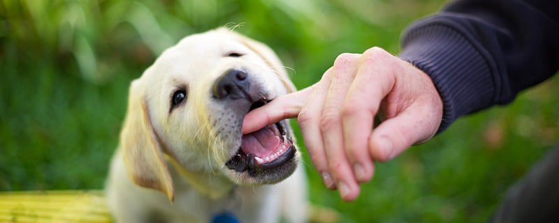 Teaching Bite Inhibition: Tips for Gentle Play with Your Dog – Pet Servo