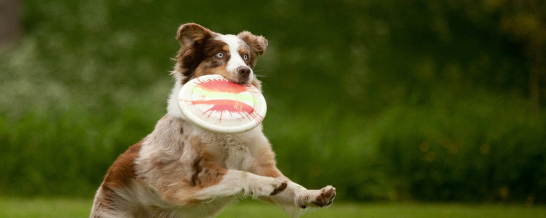 8 Exciting Extreme Sports to Enjoy with Your Dog – Pet Servo