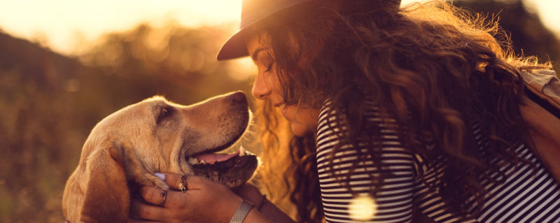 Understanding Your Dog’s Body Language: A Guide to Better Communication ...