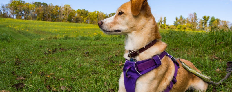 Senior Dog Harnesses for Comfort and Improved Mobility – Pet Servo