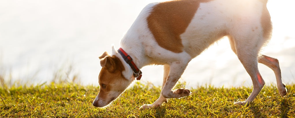 Sensory Play for Dogs: Stimulate Your Dog’s Five Senses – Pet Servo