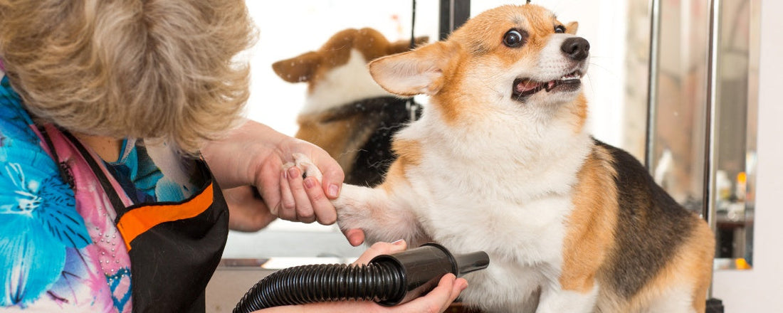 The Future of Dog Grooming: How Technology Is Changing Pet Care – Pet Servo