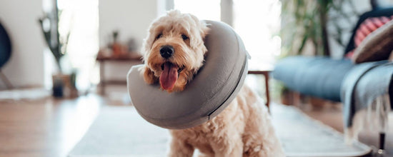 Spaying Your Dog: Process, Benefits, and Recovery Explained – Pet Servo