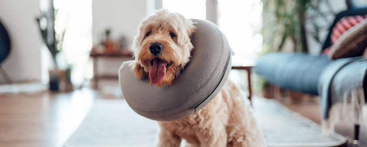 Spaying Your Dog: Process, Benefits, and Recovery Explained – Pet Servo