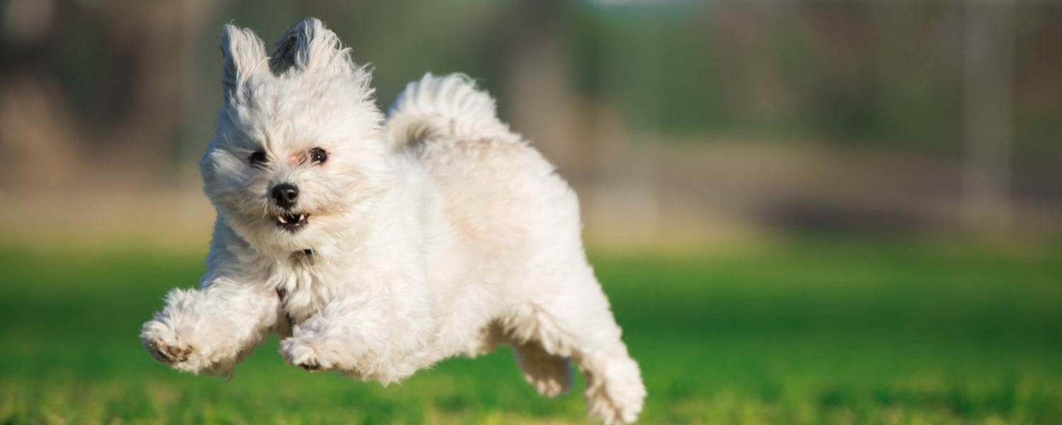 Understanding Why Dogs Jump and Tips to Curb This Behavior – Pet Servo