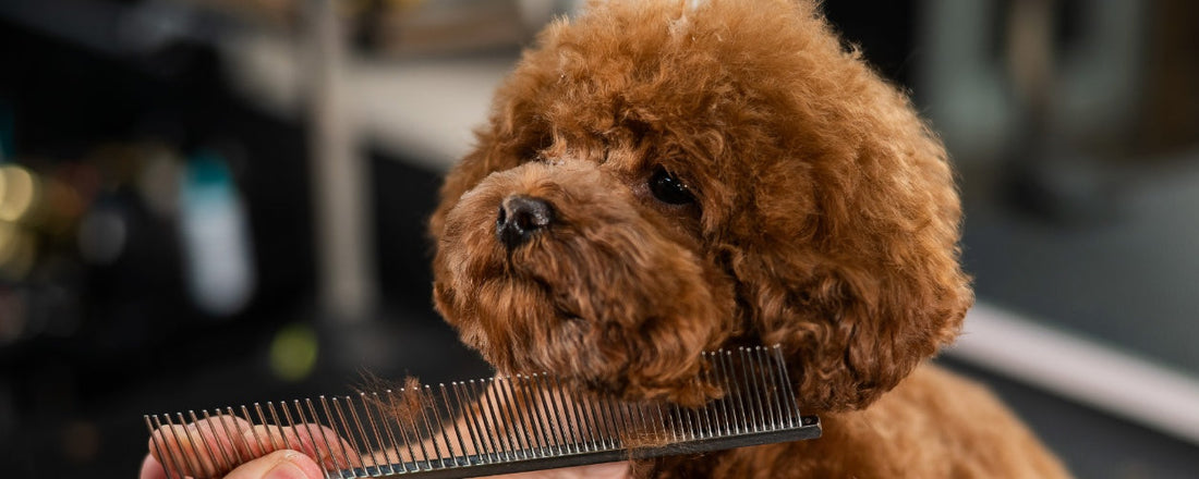 The Importance of Professional Grooming for a Healthy, Happy Pet – Pet ...