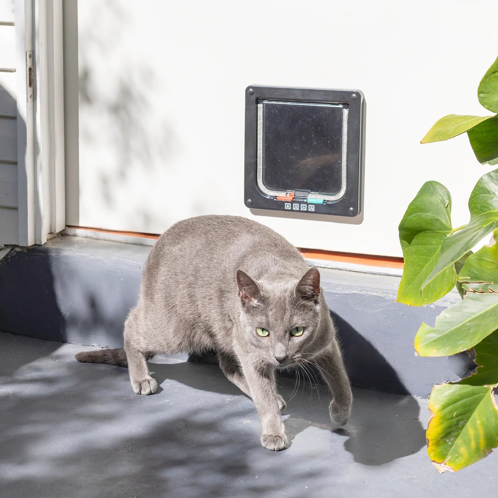 Buy Hakuna Pets Cat Flap at petservo – Pet Servo